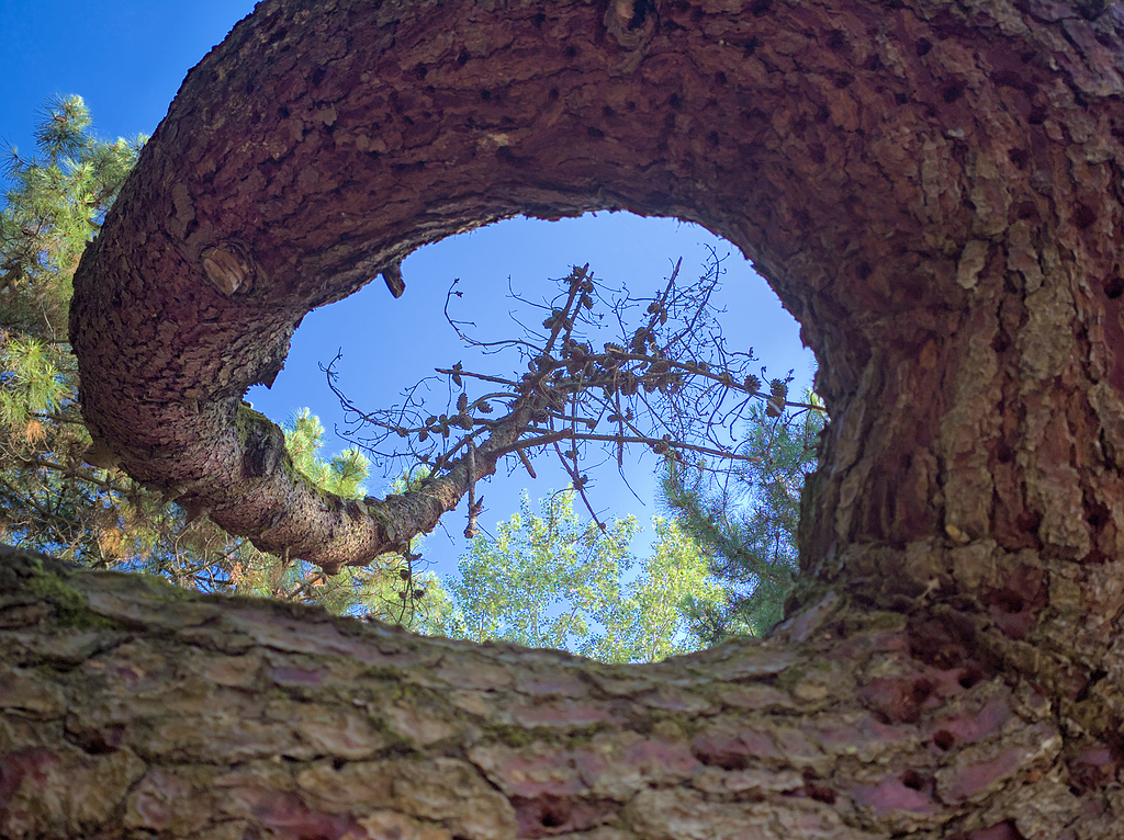 spiral pine tree - Play Raw - discuss.pixls.us