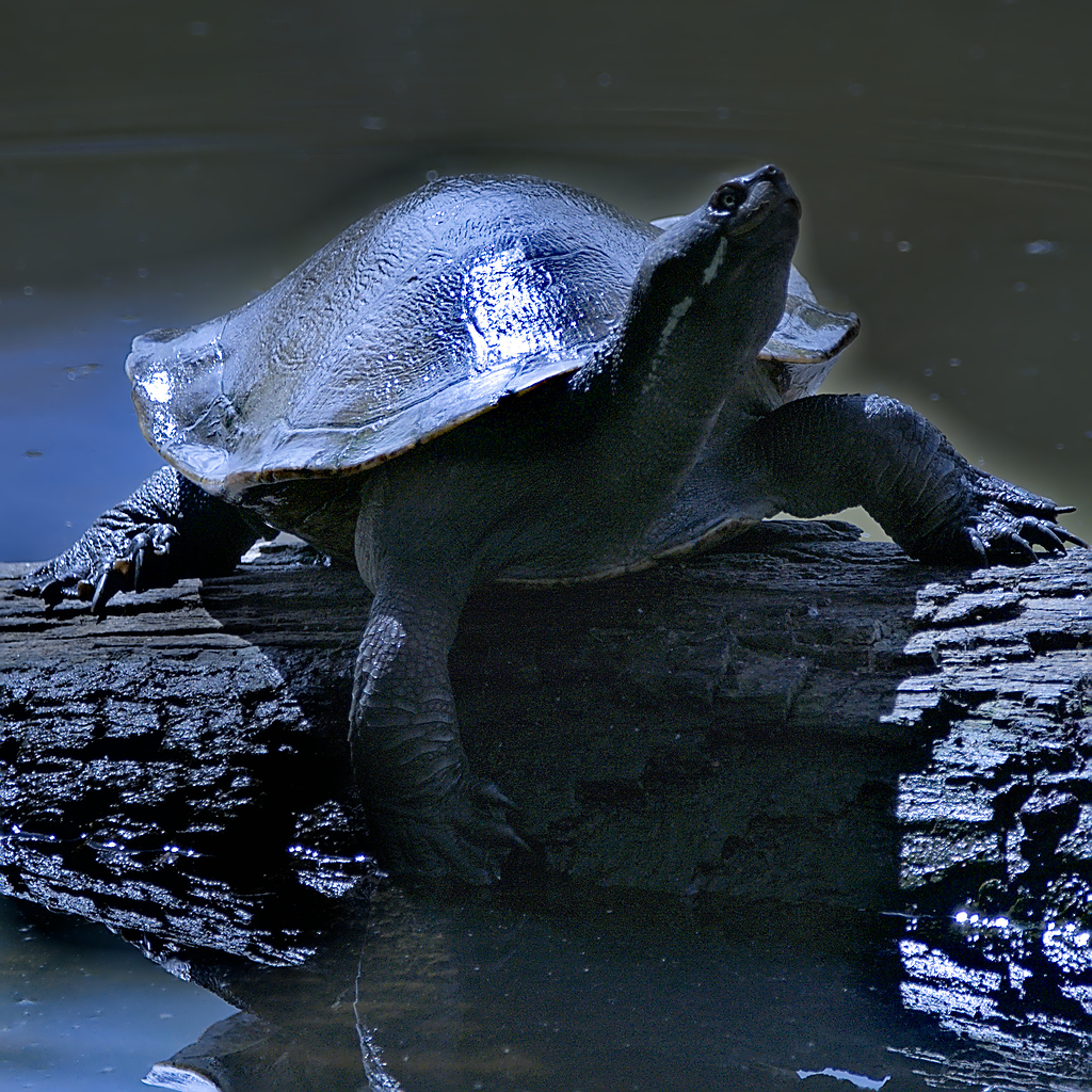 Turning turtle terrific? - Play Raw - discuss.pixls.us