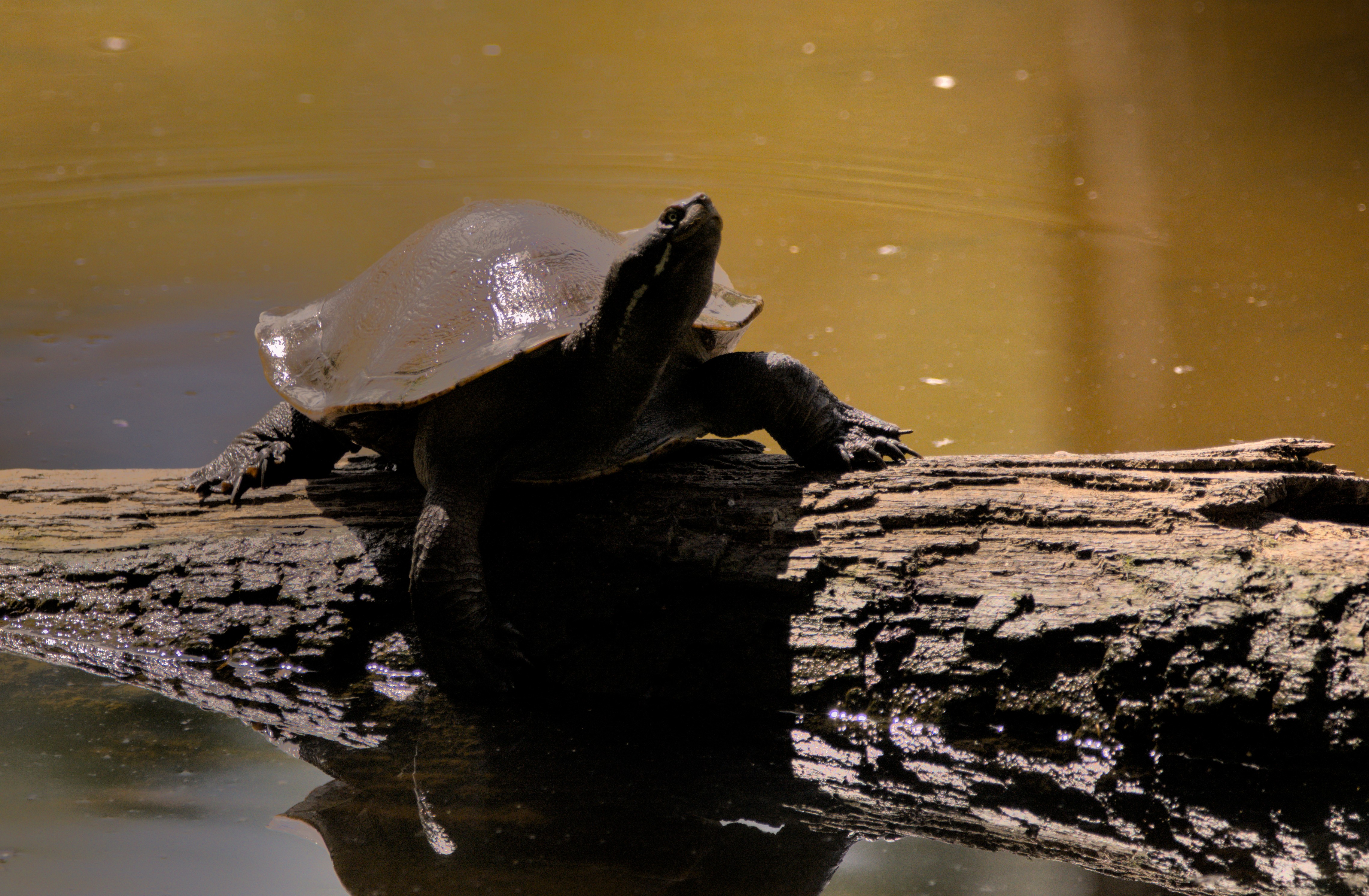 Turning turtle terrific? - Play Raw - discuss.pixls.us